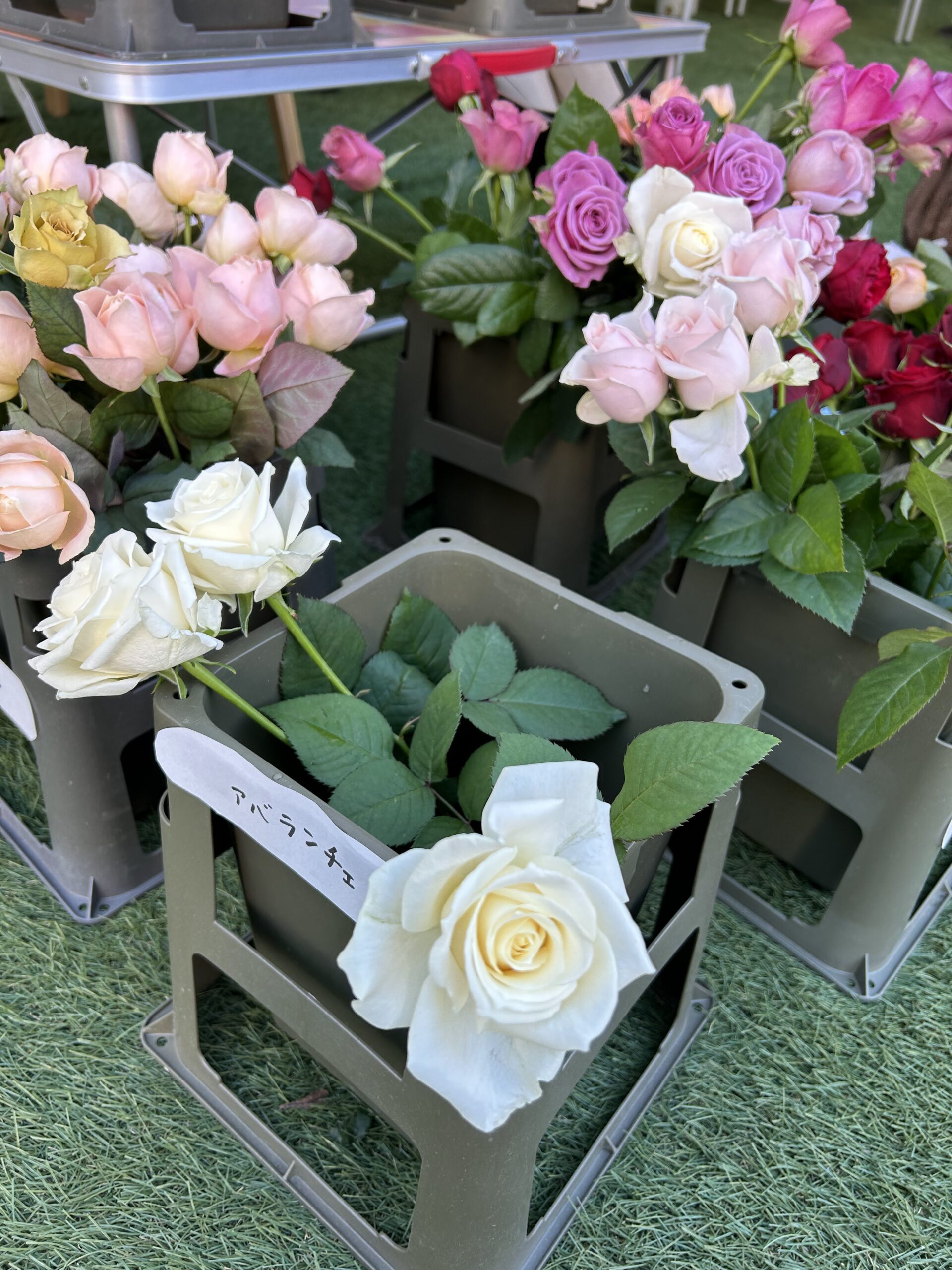 Poppin Rose Market寒い中開店前から行列の大盛況！ – MDC | 前橋デザインコミッション | We build ...